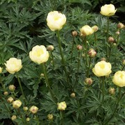 Trollius 'Alabaster' - GARDEN.EE
