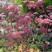 Angelica sylvestris 'Vicar's Mead' - GARDEN.EE